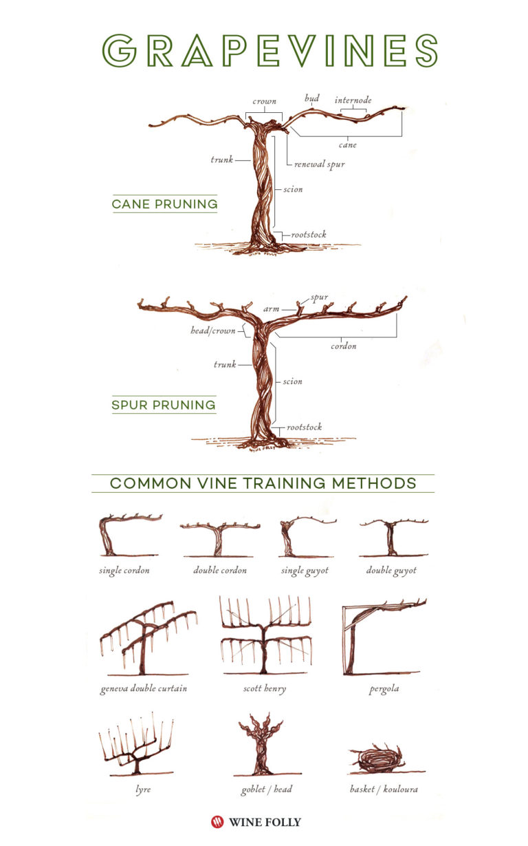 Illustrated Grape Vine Training Methods | Wine Folly Illustrated Grape Vine Training Methods | Wine Folly